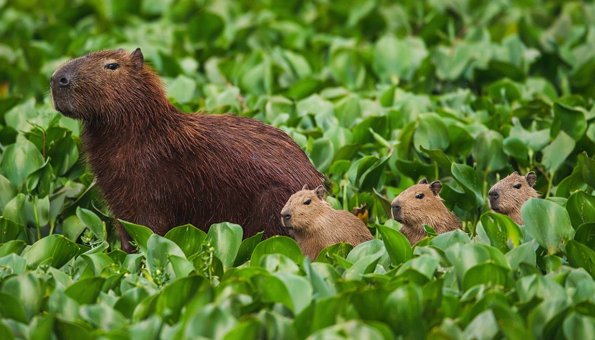 Capibara Peluche: Dove Comprare e Prezzo - GBR